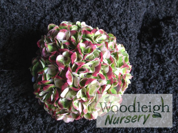 Hydrangea macrophylla Lollipop | Woodleigh Nursery