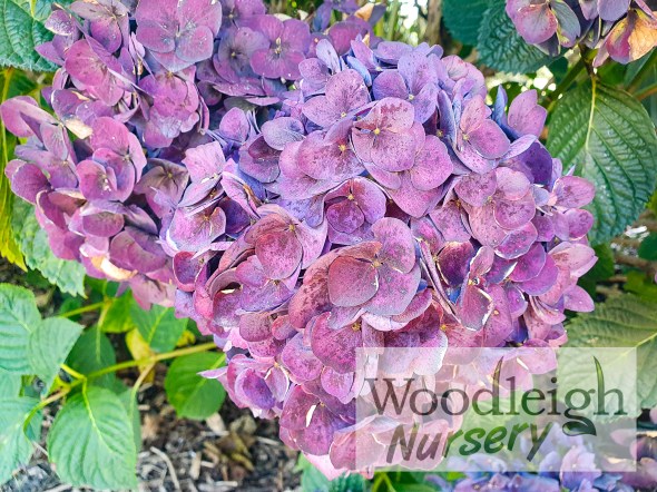 Hydrangea macrophylla Saturn | Woodleigh Nursery