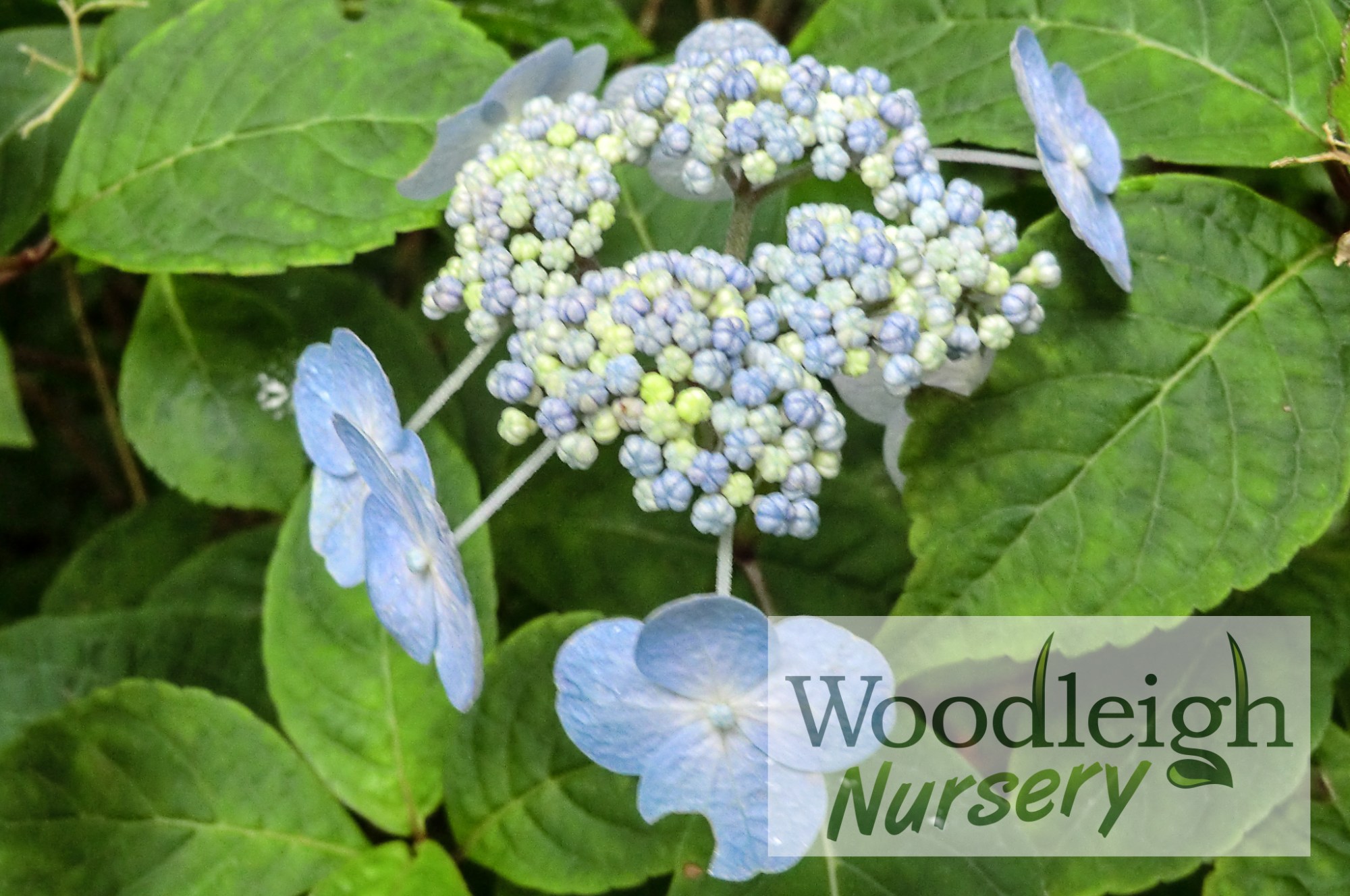 Hydrangea serrata | Woodleigh Nursery